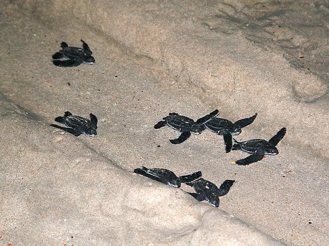 Minamb libera 47 ejemplares de Tortuga Cardón en Playa Parguito