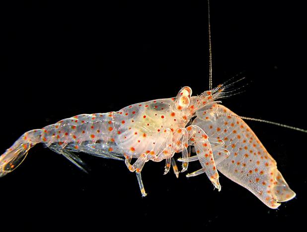 Biólogo venezolano descubrió nueva especie de camarón en Mochima