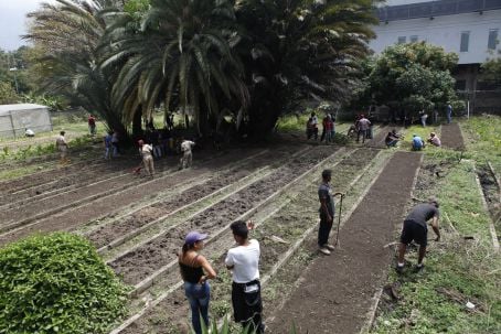 Consejo de Sabios Agricultores propone al gobierno crear Misión Conuco ...