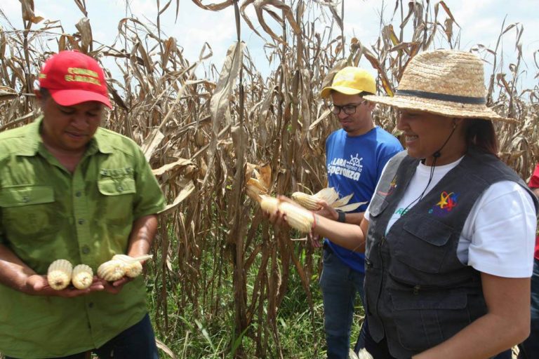 (VIDEO) Mil 100 hectáreas de maíz serán cosechadas en la Comuna El ...