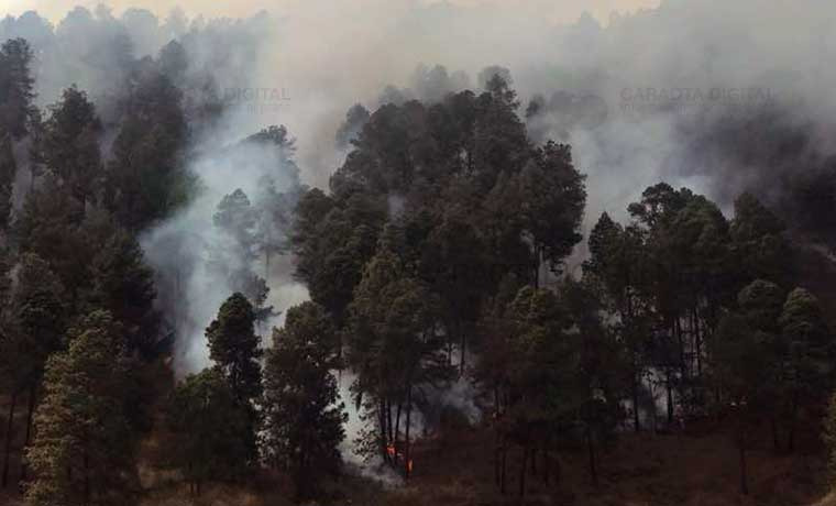 Alarma en Mérida: más de 40 hectáreas de pinos han sido consumidas por ...
