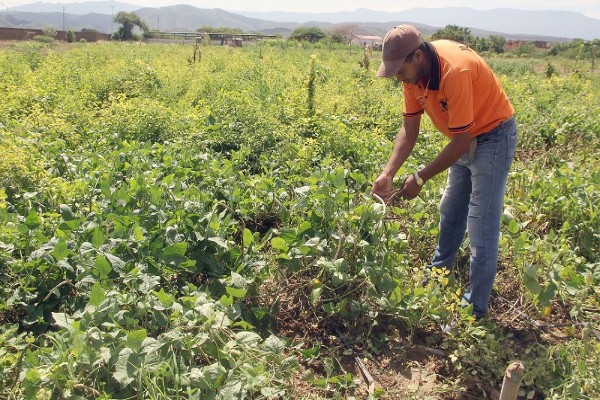 Productor Rubén Darío Laya: El conuco libera al pueblo de monopolios