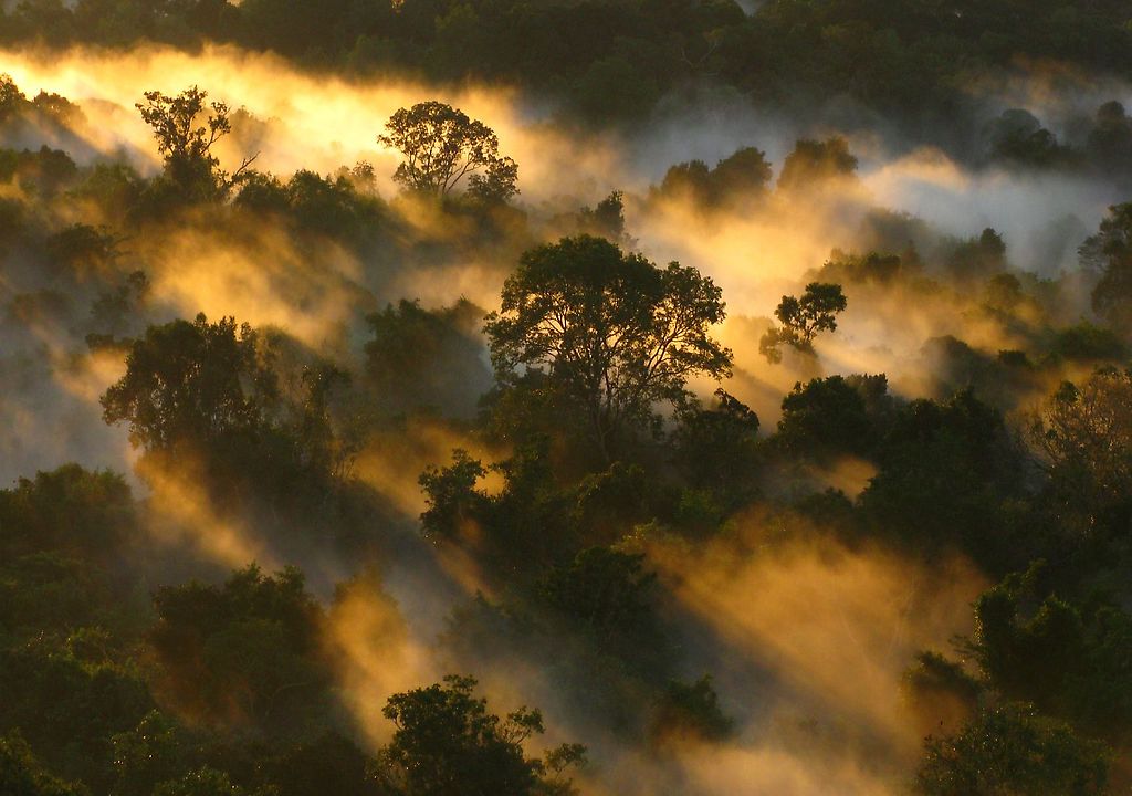 Los bosques tropicales ya no pueden con tanto CO2