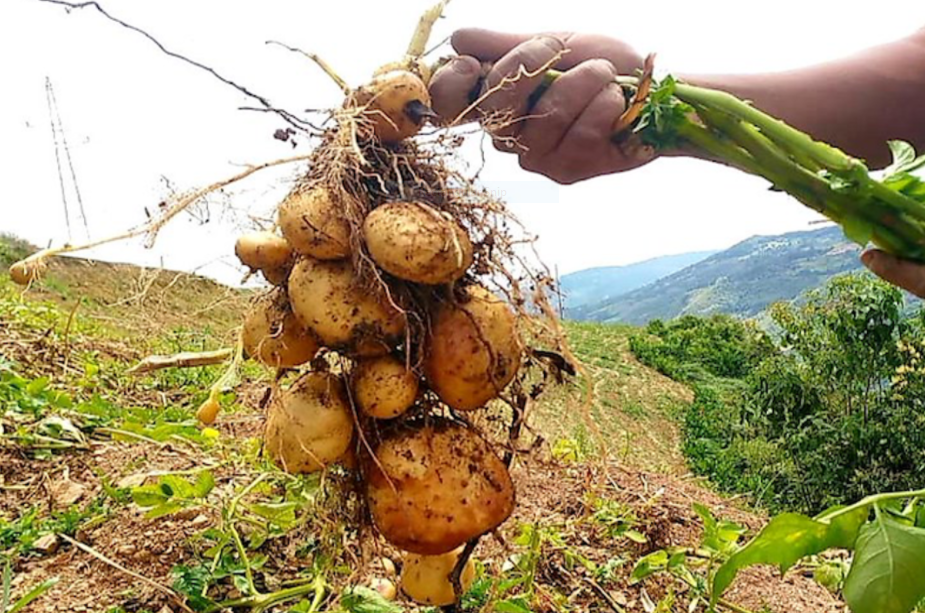 Mérida: Efectuarán 1er Simposio Latinoamericano Virtual de Producción ...
