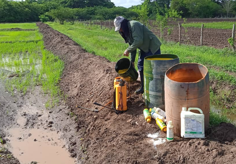Aragua: Empresa SEHIVECA inspecciona campos de multiplicación de ...