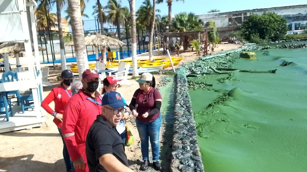 Inician estudios del alga verde en el lago de Maracaibo con apoyo de la OIEA