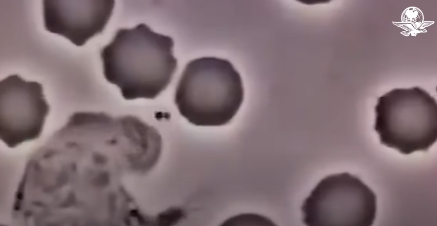 (VIDEO) Así se ve un glóbulo blanco humano persiguiendo a una bacteria